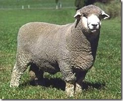 Selección de carneros I. – Pecuario